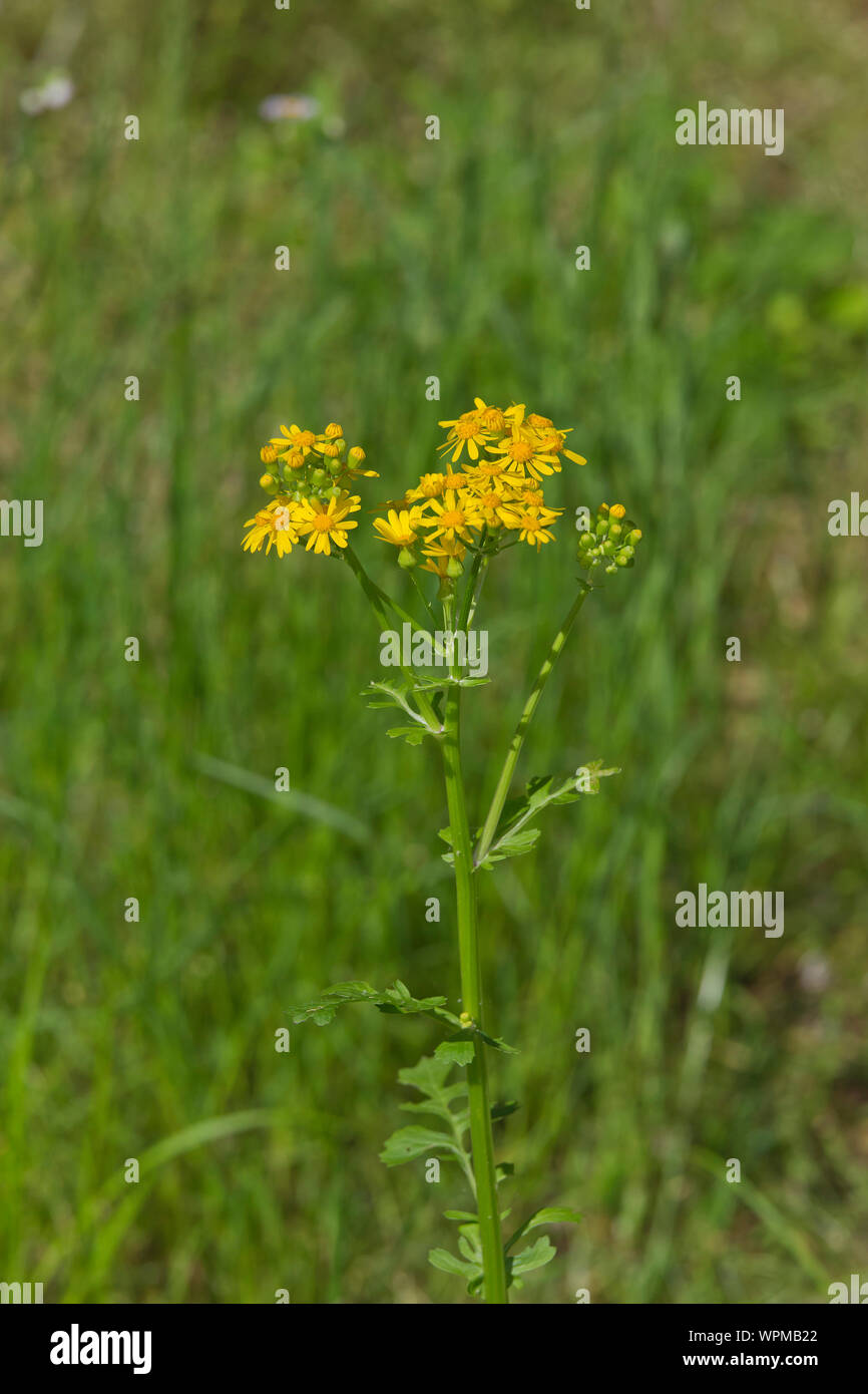 Glabella High Resolution Stock Photography and Images - Alamy
