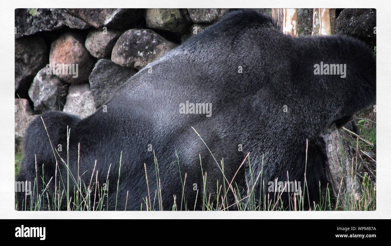 Gorilla rear view hi-res stock photography and images - Alamy