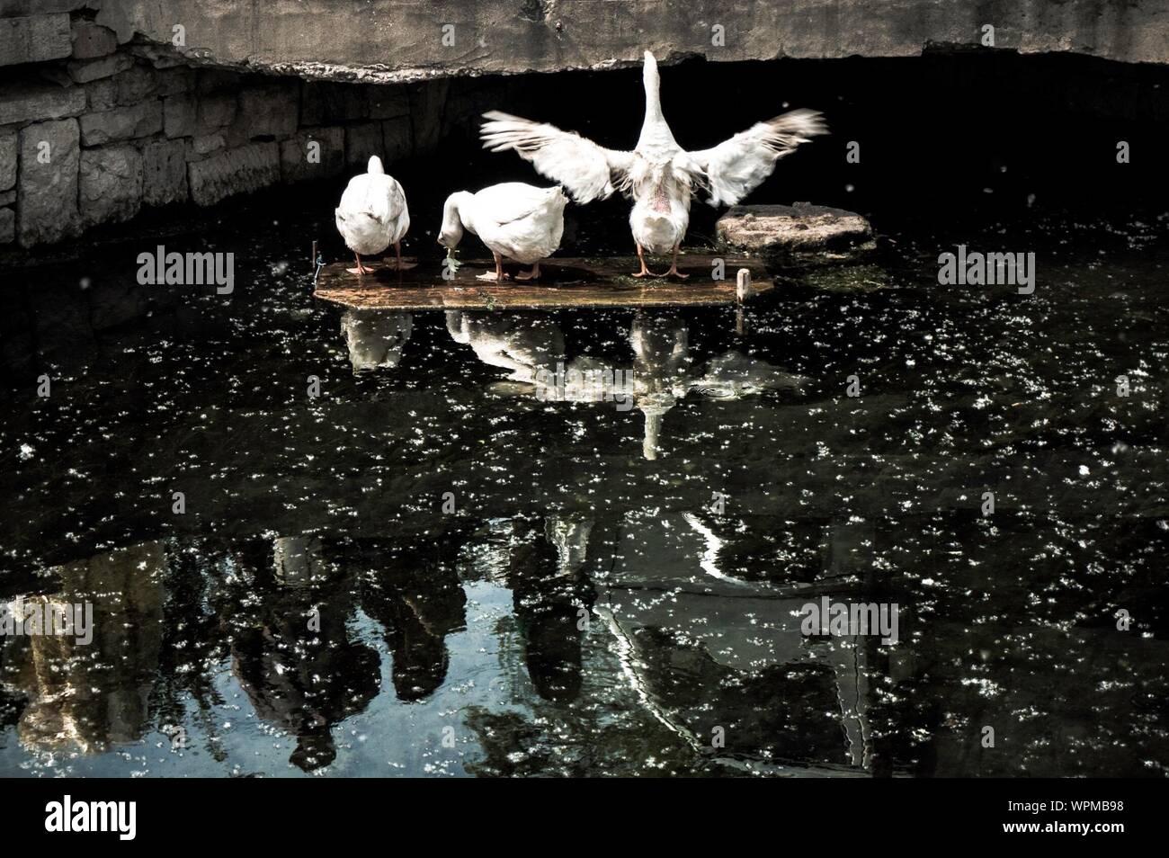 Gees bird hi-res stock photography and images - Alamy