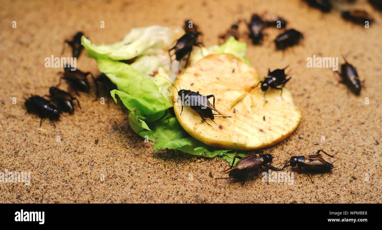 Rotten view hi-res stock photography and images - Alamy