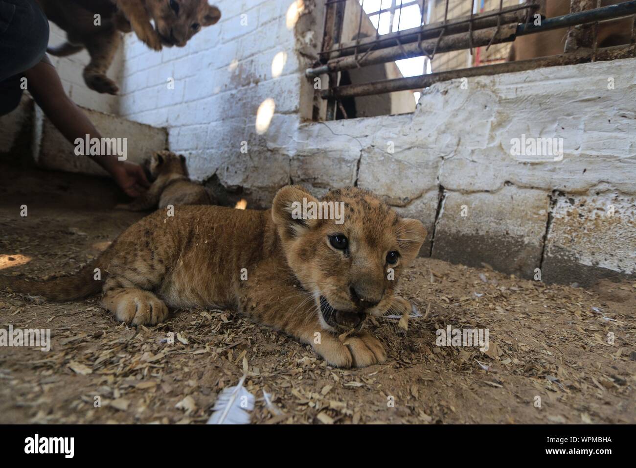 Rafah, The Gaza Strip, Palestine. 9th Sep, 2019. Rafah zoo in the ...
