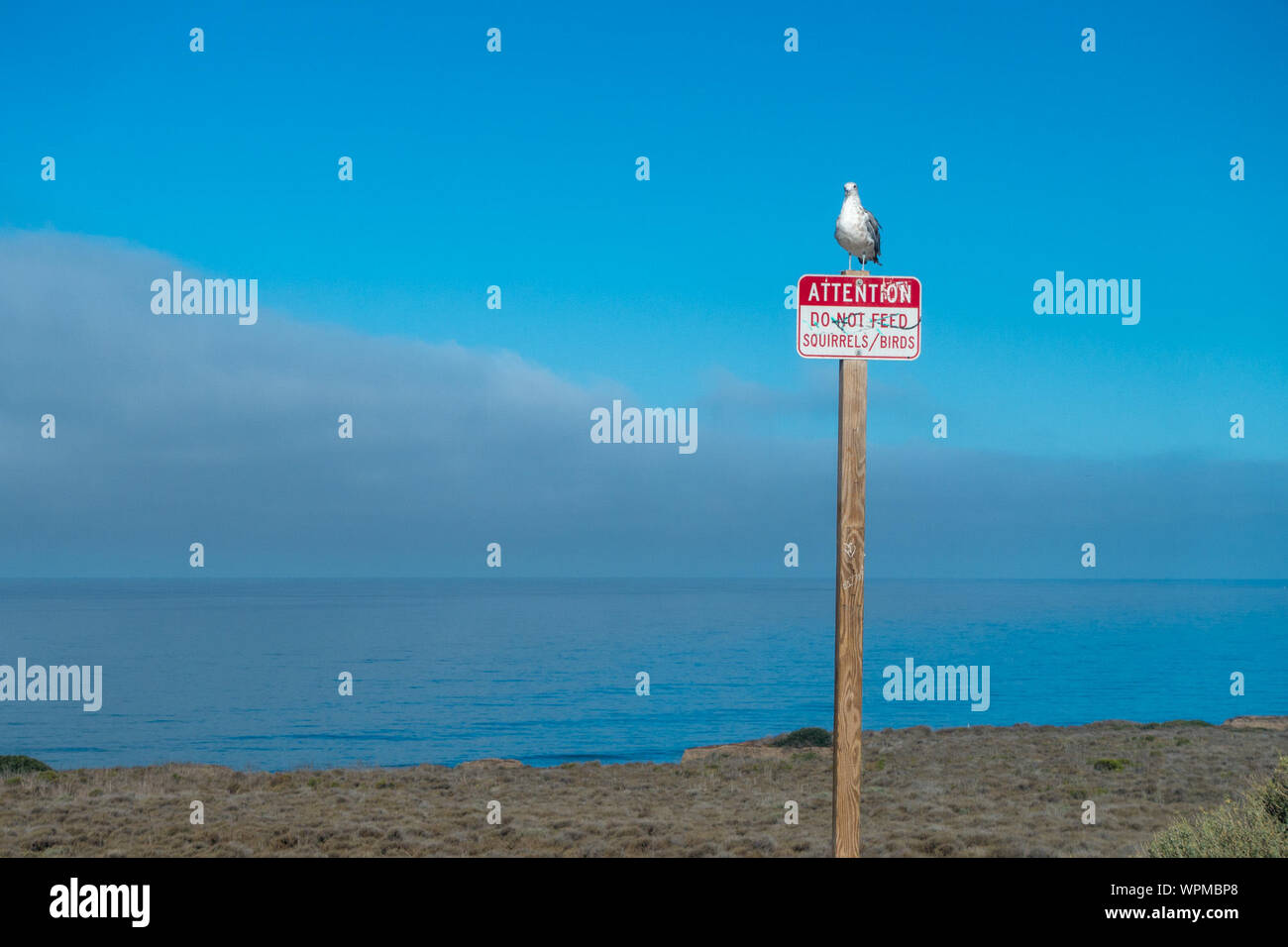 Seagull Warning Sign High Resolution Stock Photography and Images - Alamy