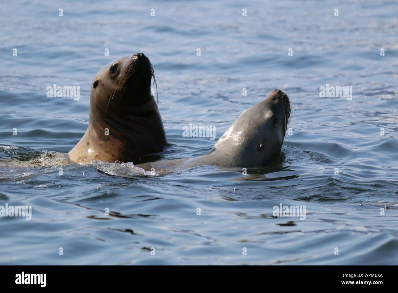 Seals Swimming In Sea Stock Photo - Alamy