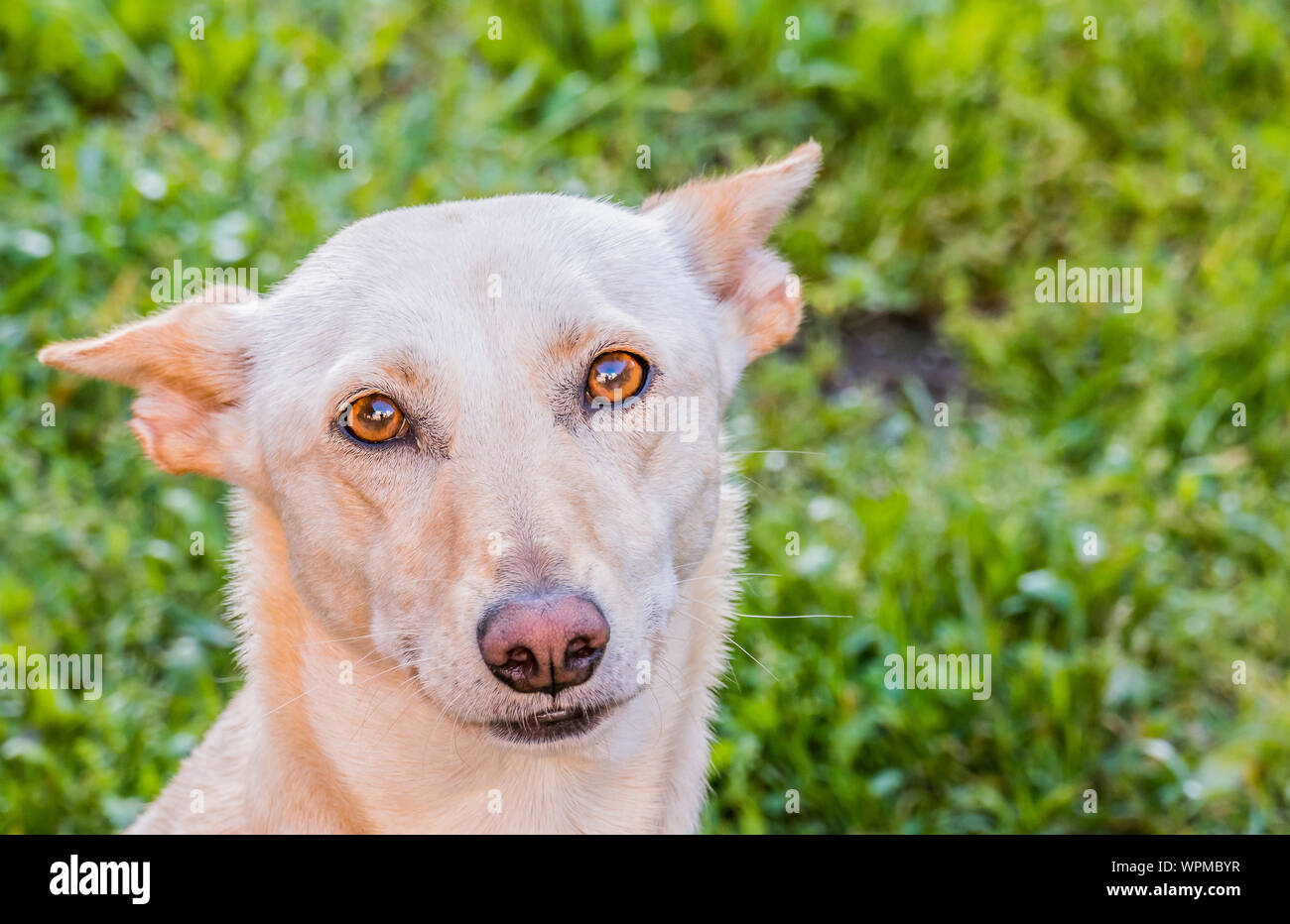 Portuguese Watchdog High Resolution Stock Photography and Images - Alamy