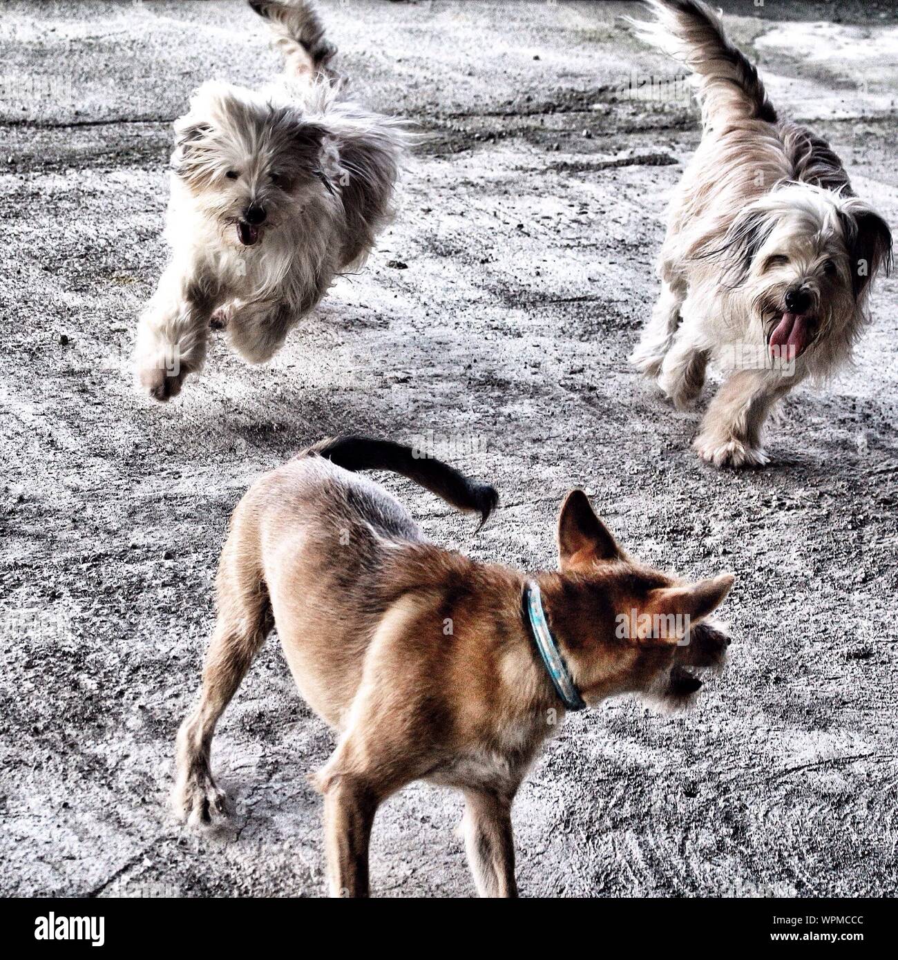 Three Dogs Playing Together Stock Photo - Alamy
