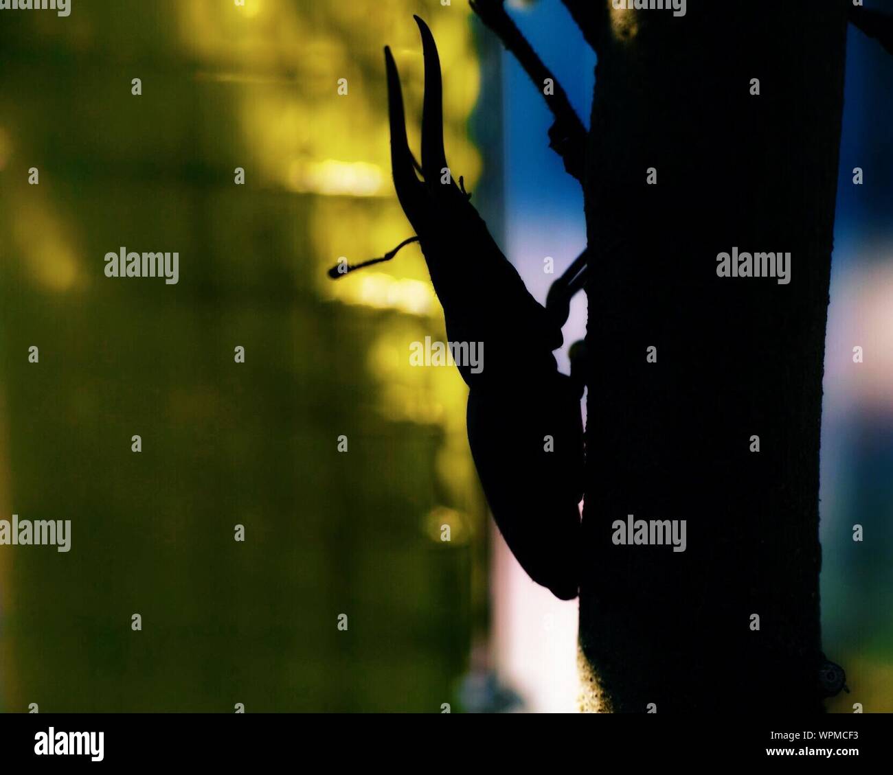 Large insect hi-res stock photography and images - Alamy