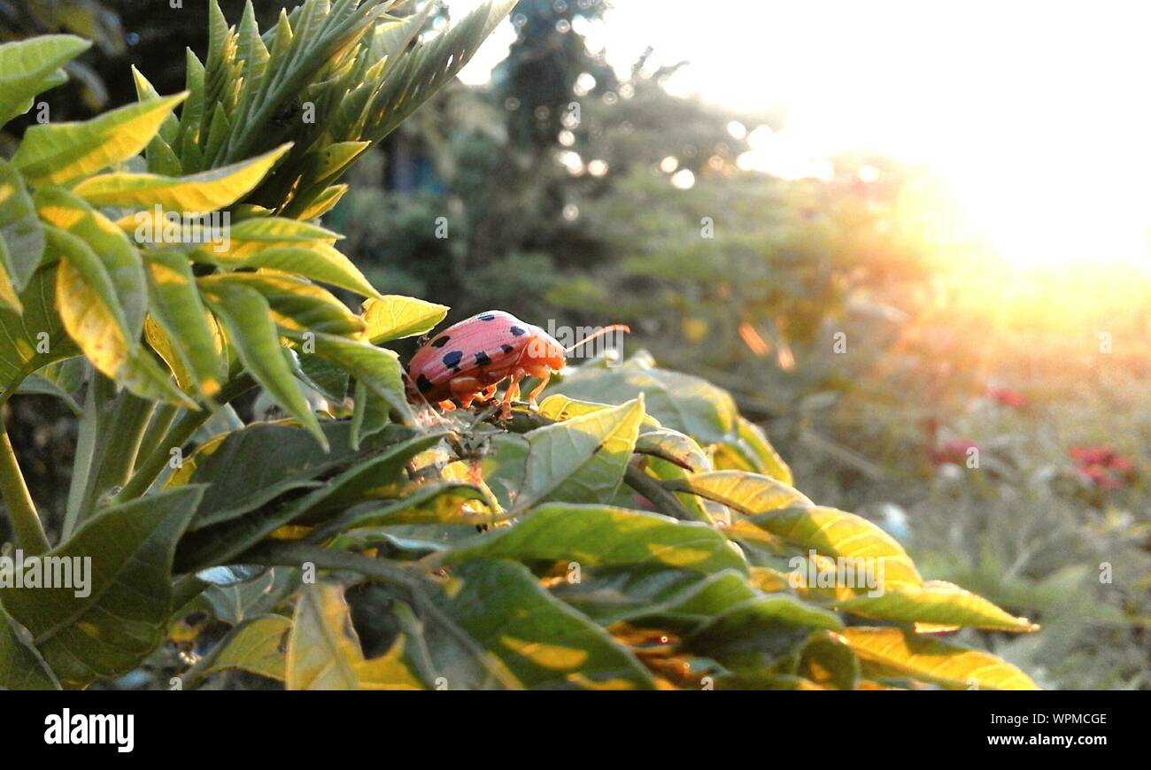 Wing of ladybug hi-res stock photography and images - Alamy