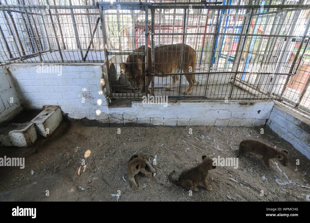 Rafah, The Gaza Strip, Palestine. 9th Sep, 2019. Rafah zoo in the ...