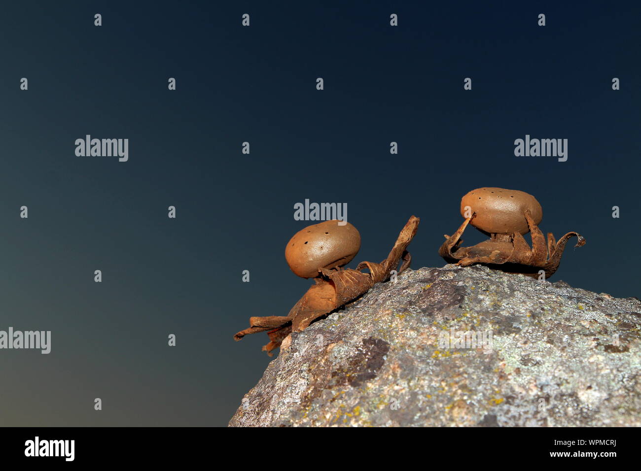 Geaster fungi hi-res stock photography and images - Alamy