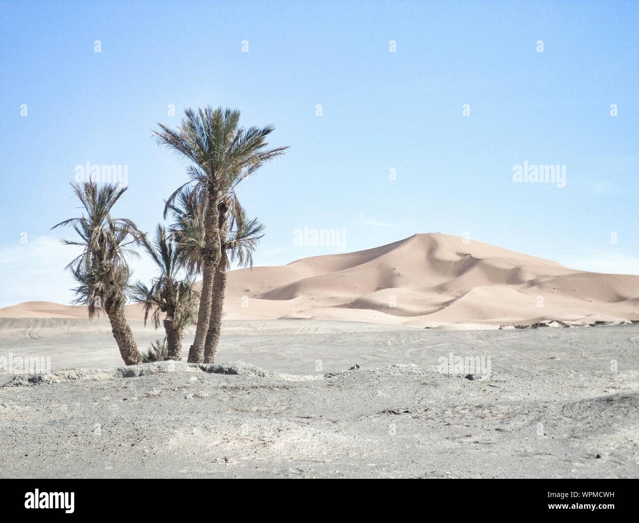 Palm trees in the sahara desert hi-res stock photography and images - Alamy