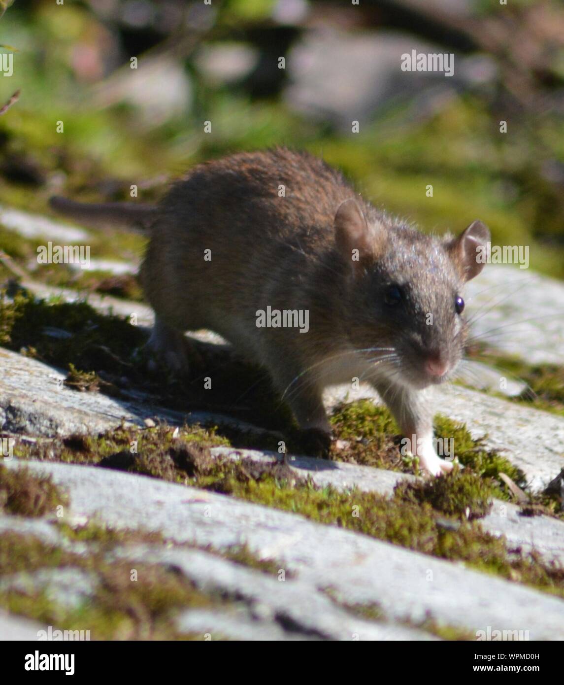 Brown field mouse hi-res stock photography and images - Alamy