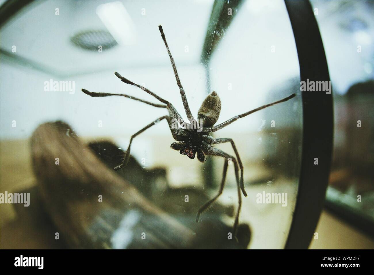 Magnifying glass insect hi-res stock photography and images - Alamy