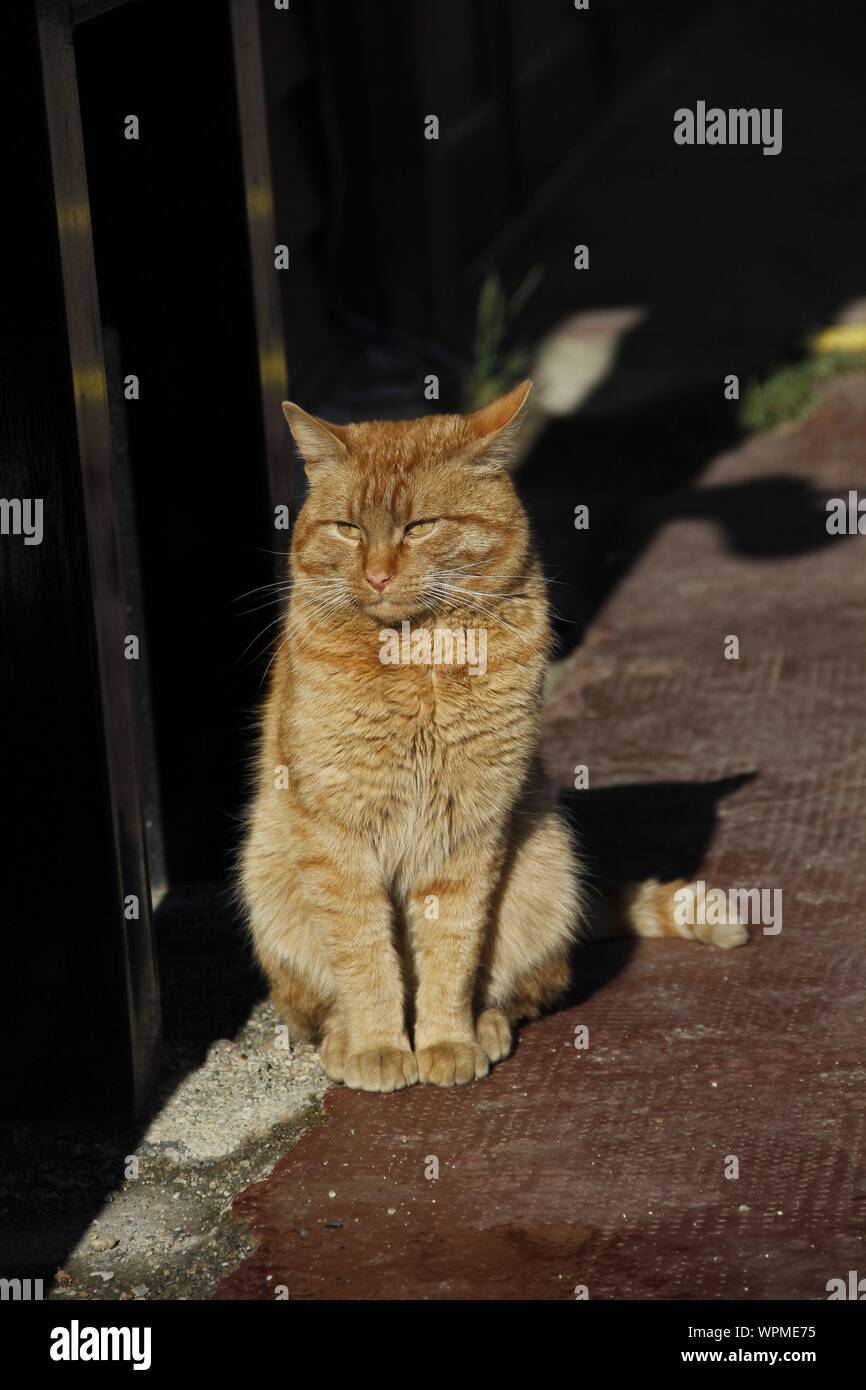Orange color cat hi-res stock photography and images - Alamy