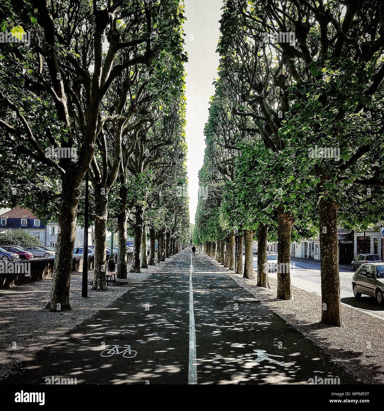 Trees On Both Sides Of The Street High Resolution Stock Photography and ...