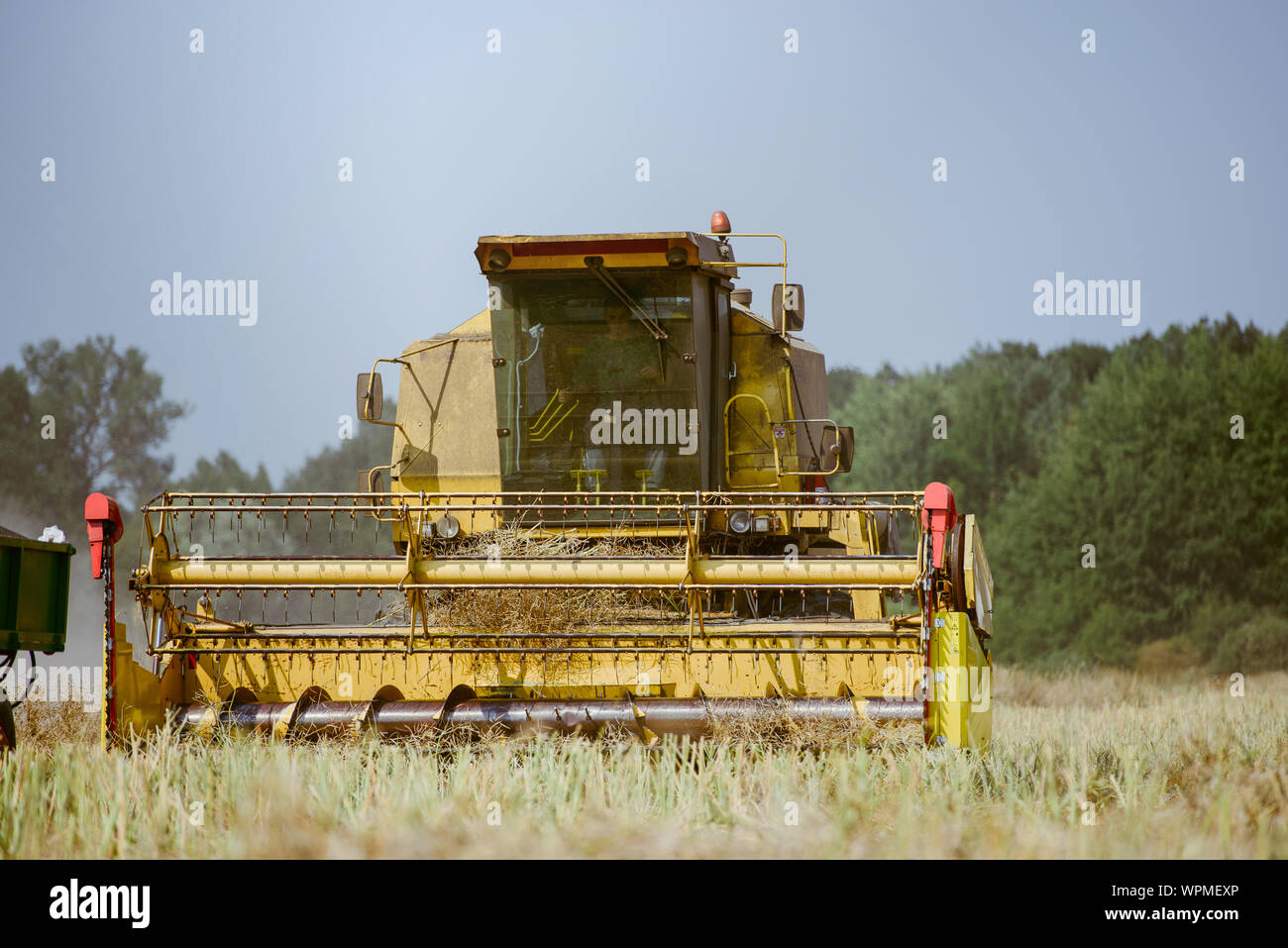 Combine harvesting the rape field at summer Stock Photo - Alamy