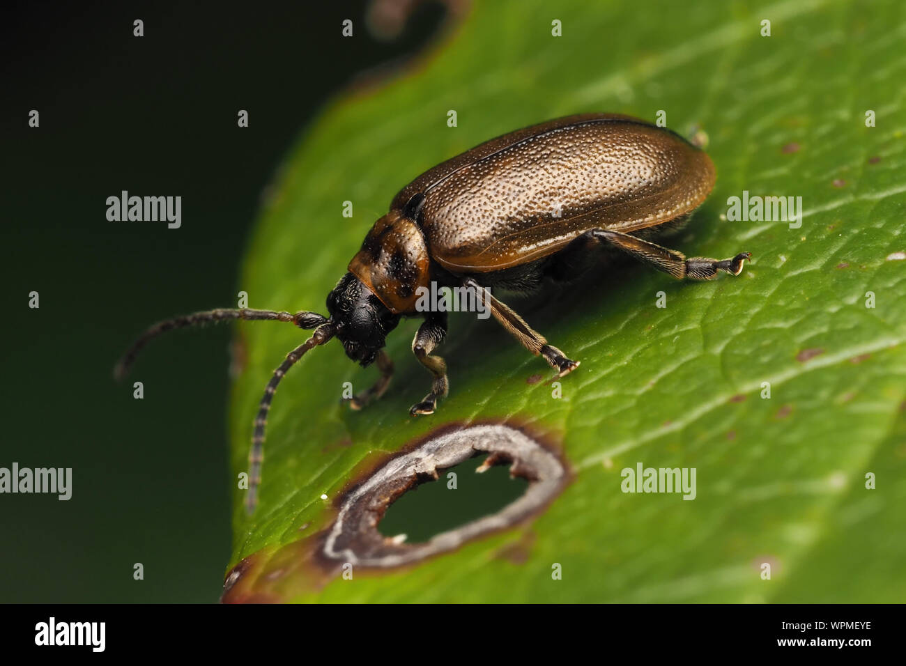 Heather Beetle (Lochmaea suturalis) crawling along rhododendron leaf ...