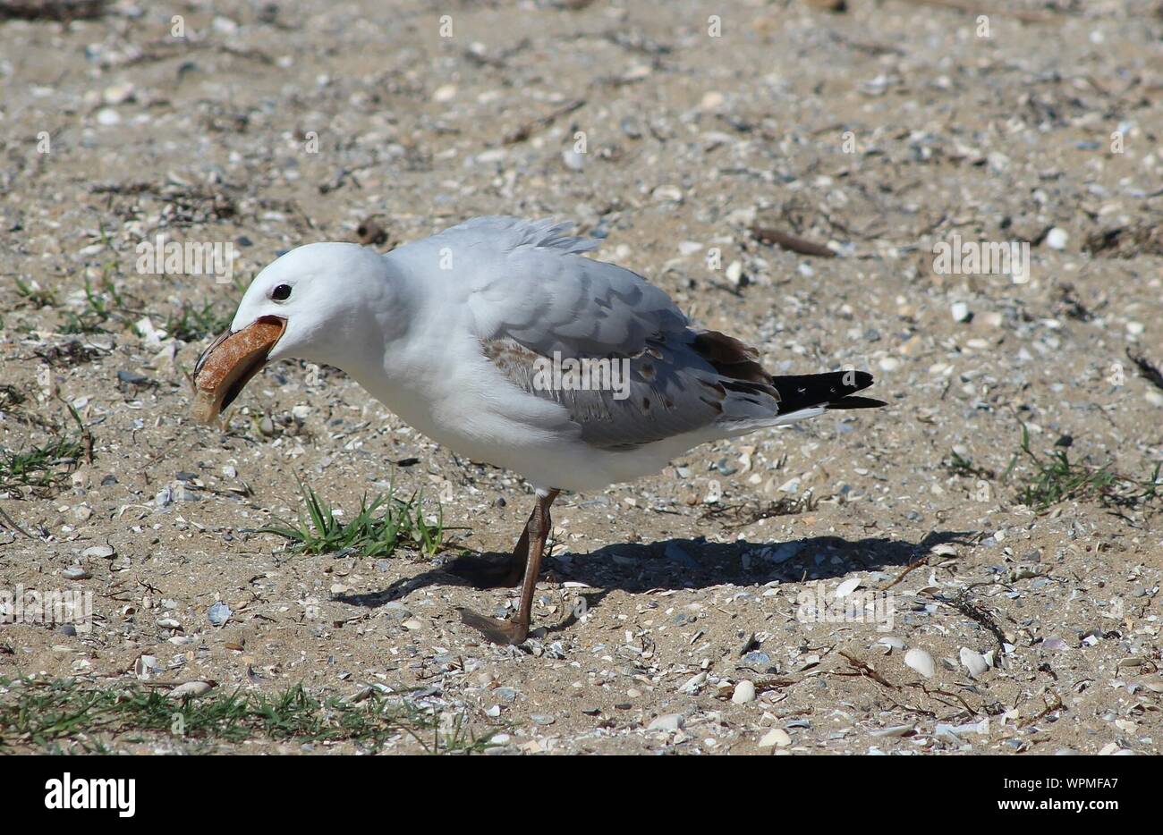 Seagull with bread hi-res stock photography and images - Alamy