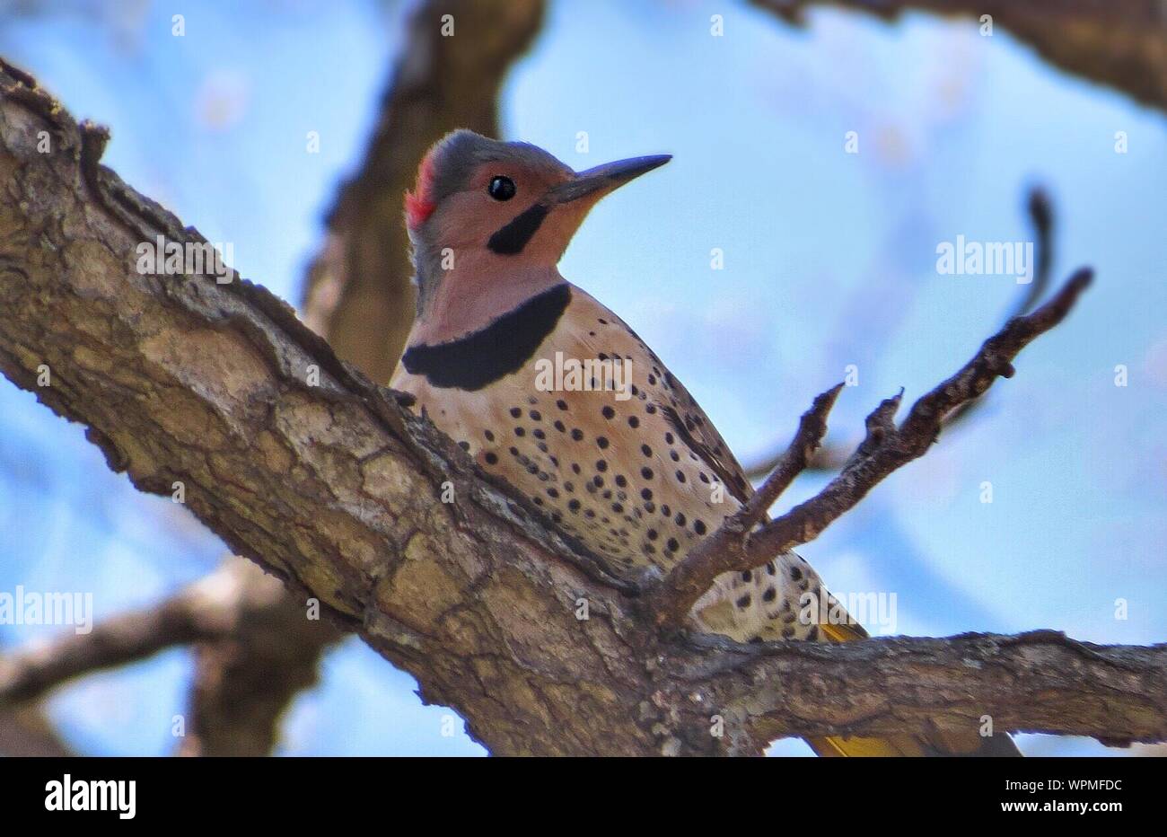 Northern flicker bird hi-res stock photography and images - Alamy