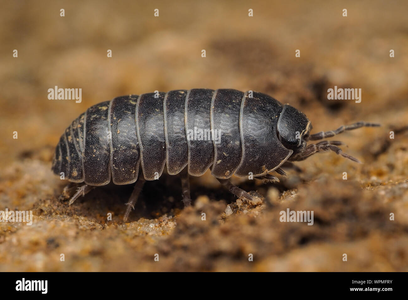 Pill bug hi-res stock photography and images - Alamy