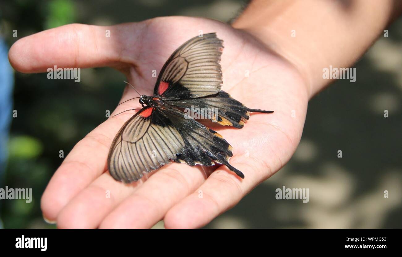 Human butterfly hi-res stock photography and images - Alamy