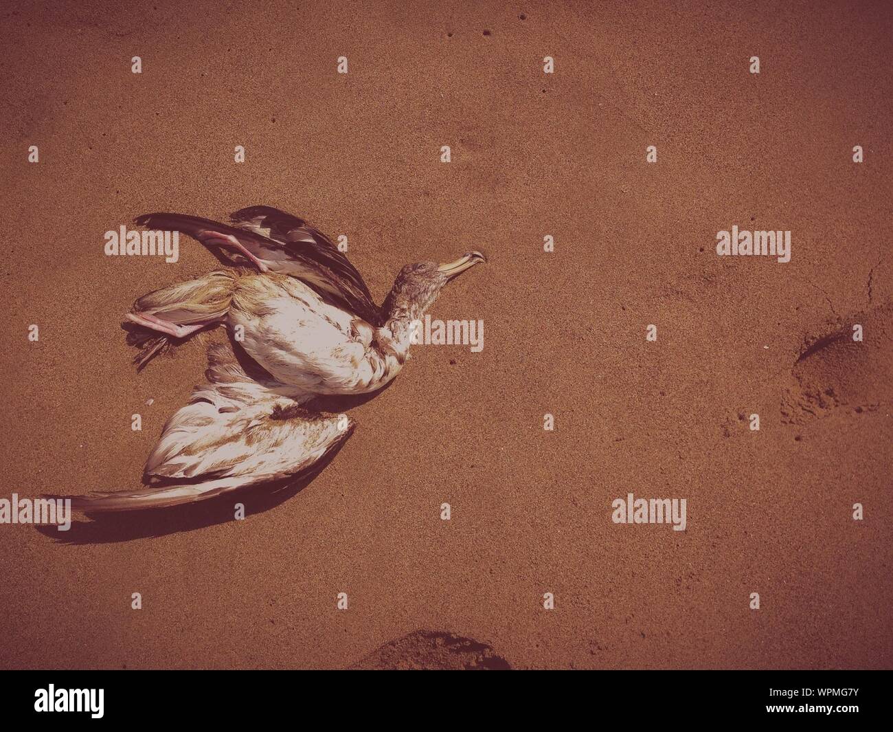 Dead duck hi-res stock photography and images - Alamy