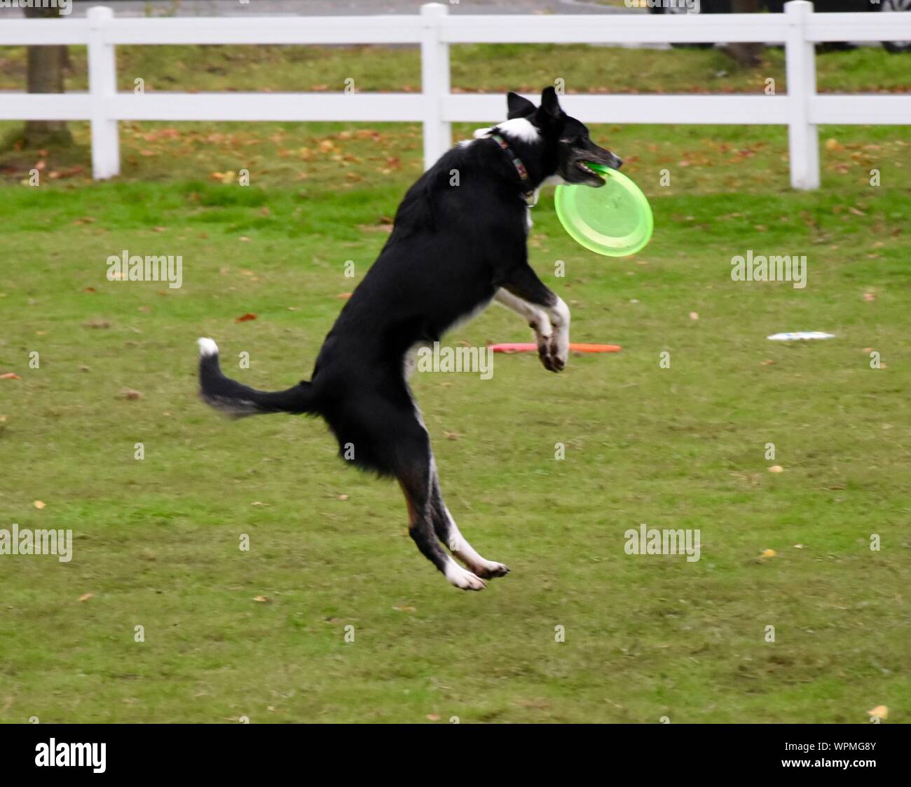 Dog frisbee jumping hi-res stock photography and images - Alamy