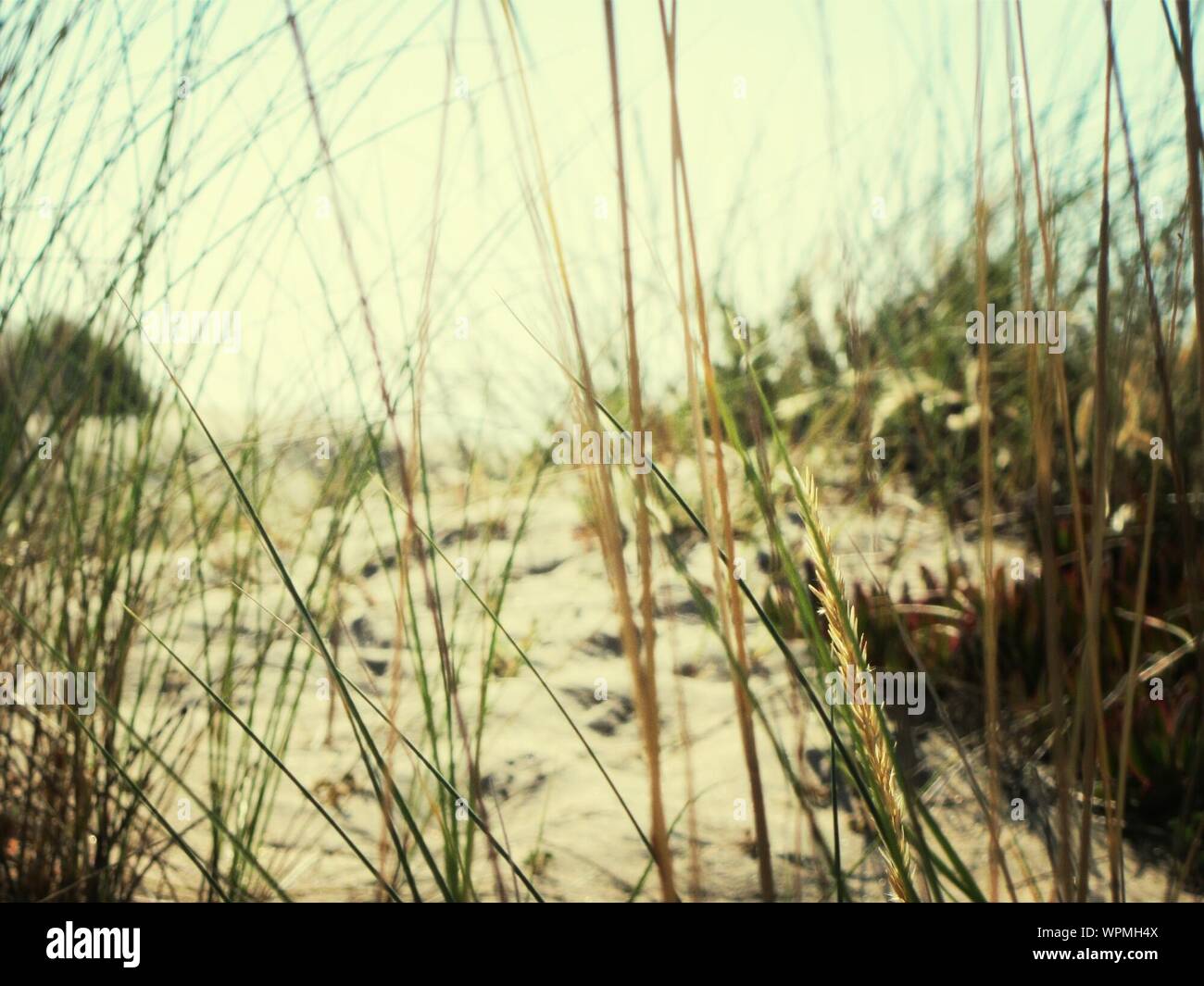 Long grass beach hi-res stock photography and images - Alamy