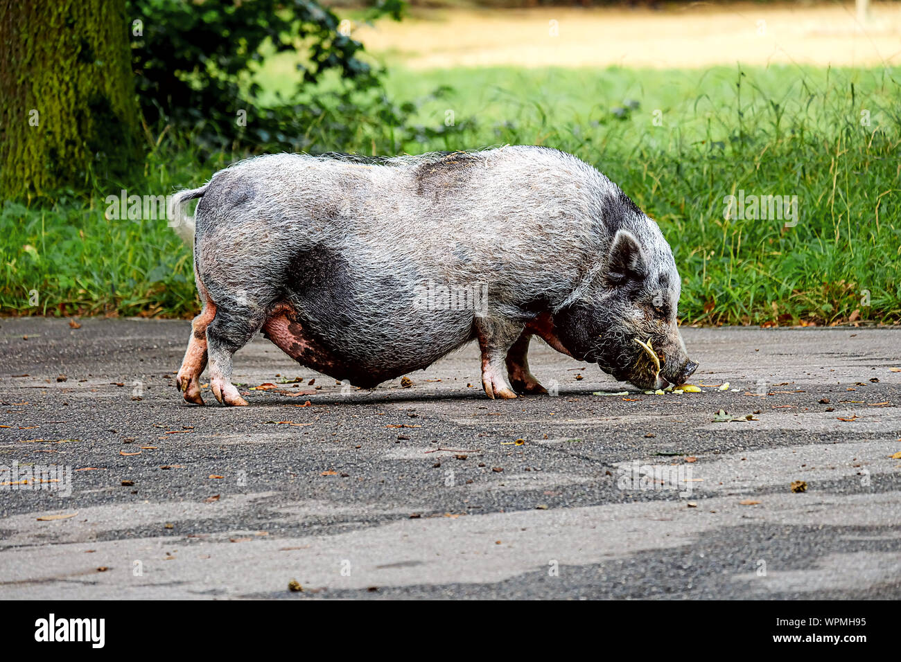 Big fat pig eating hi-res stock photography and images - Alamy