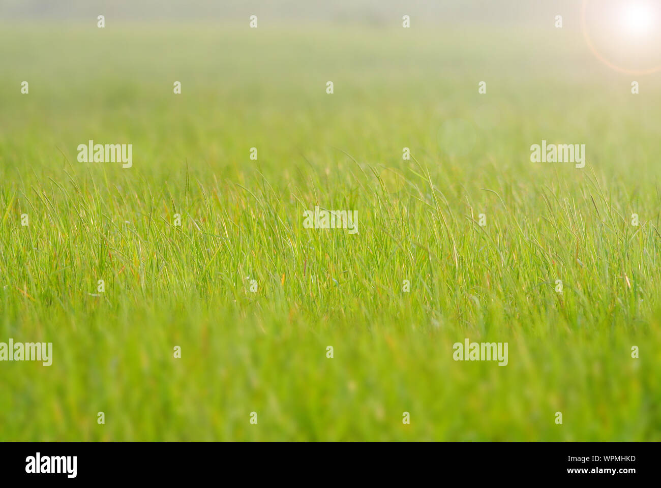 Blurry grass hi-res stock photography and images - Alamy