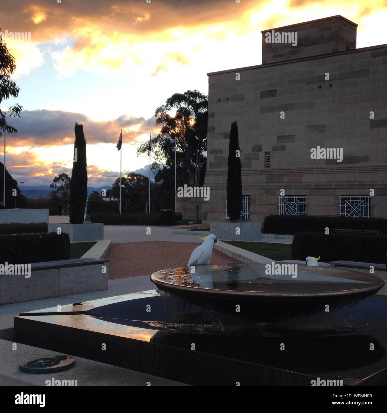 Cockatoos in the wild hi-res stock photography and images - Alamy