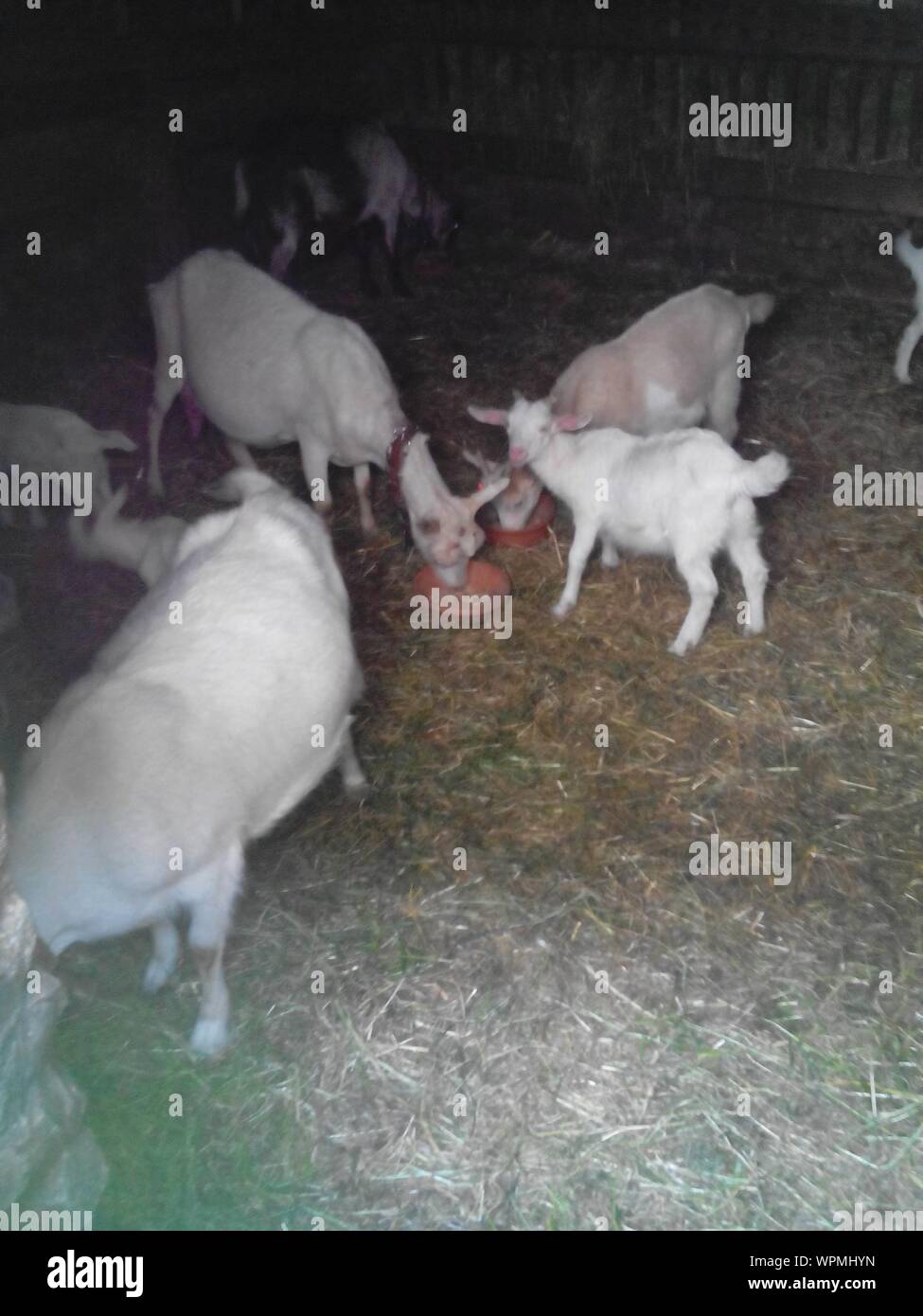 Night goat hi-res stock photography and images - Alamy