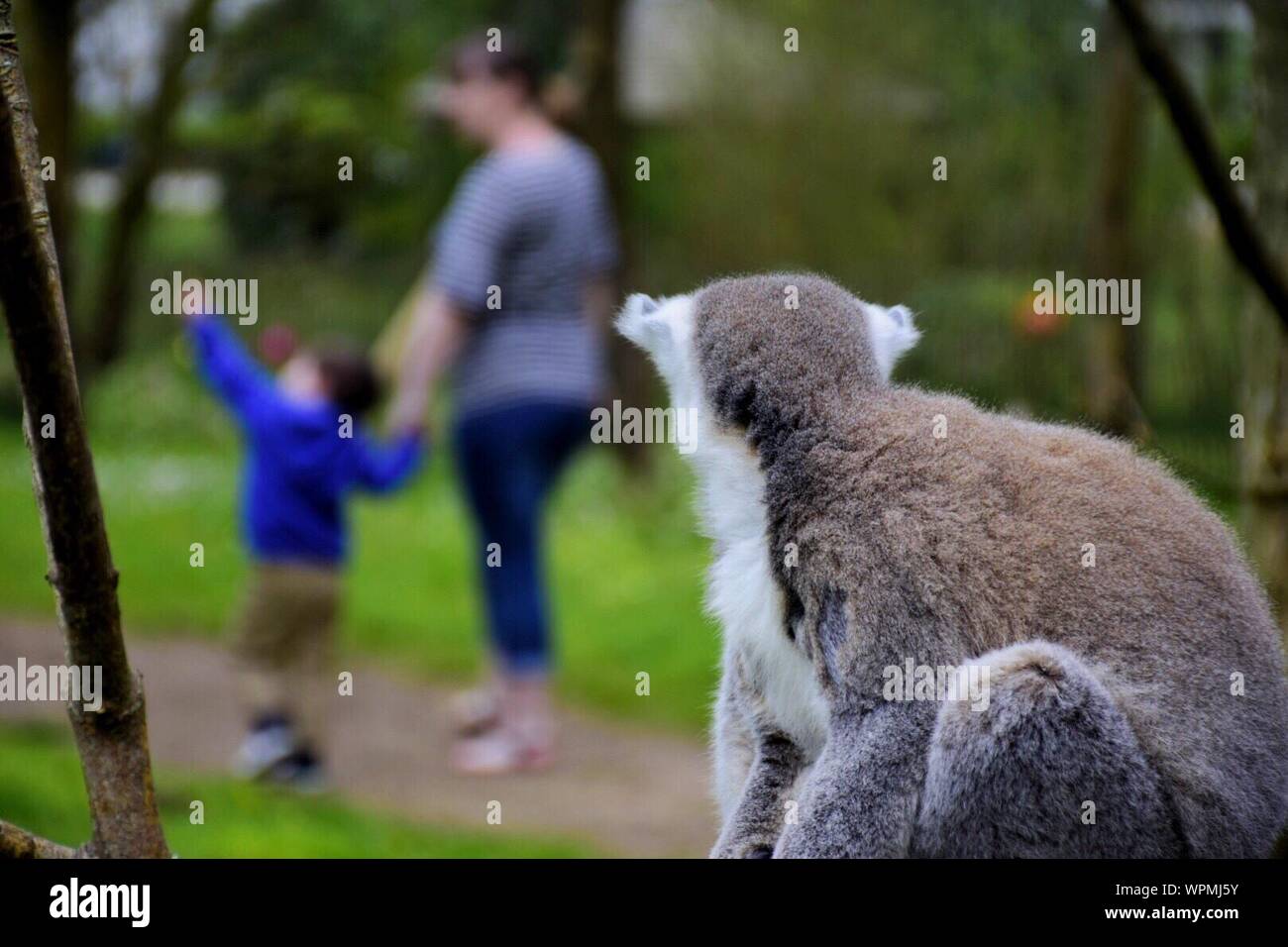 Lemur People High Resolution Stock Photography and Images - Alamy