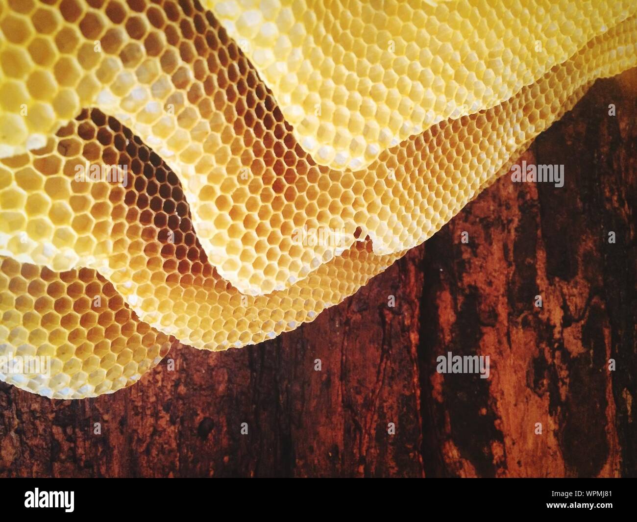 Honey Bee Comb High Resolution Stock Photography and Images - Alamy