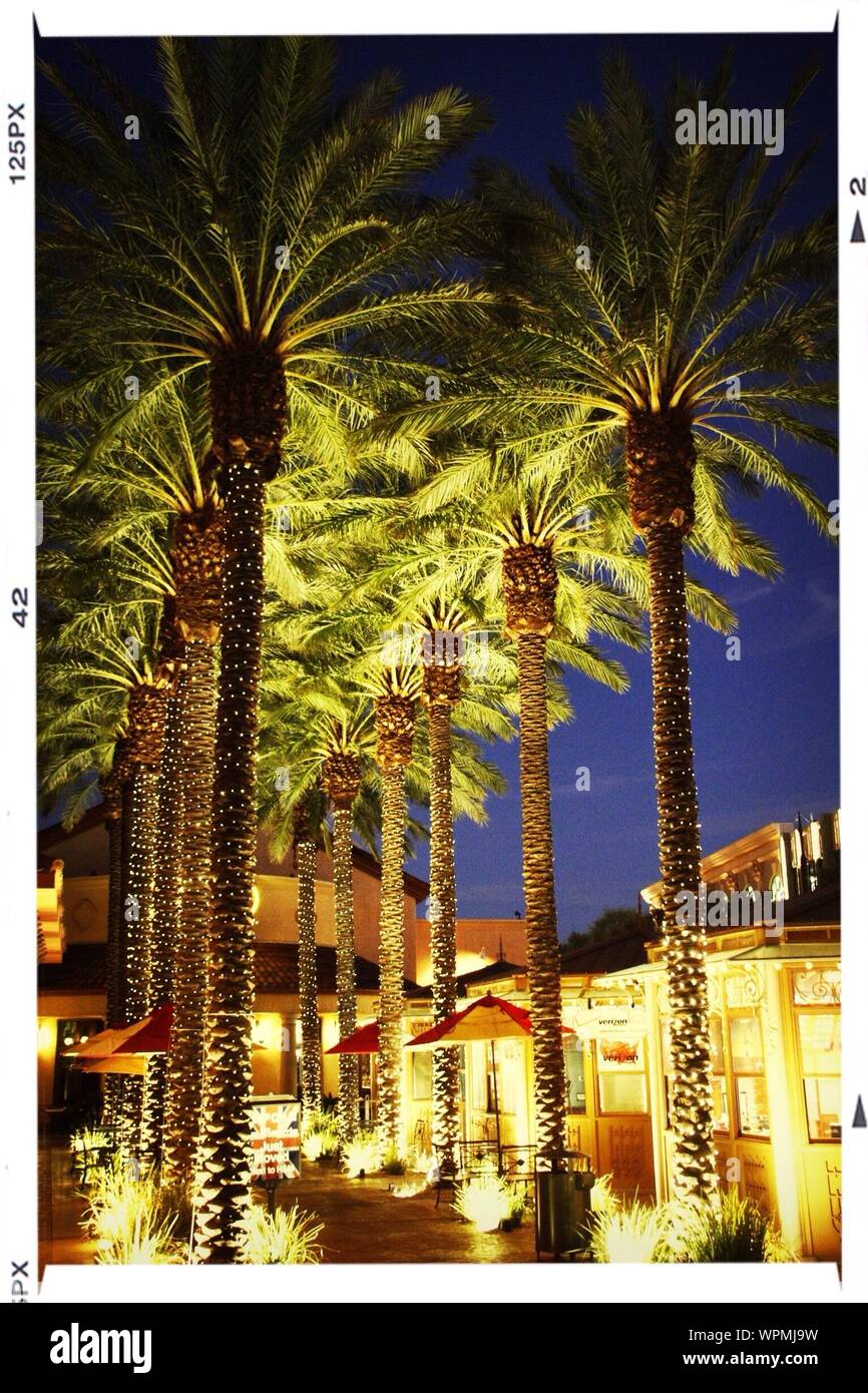 Palm trees and walkway Cut Out Stock Images & Pictures - Alamy