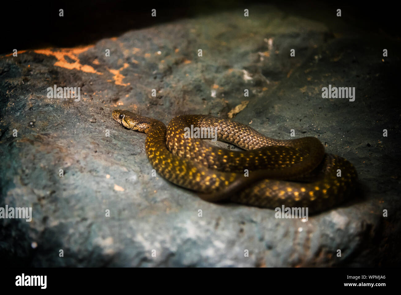 Stone snake hi-res stock photography and images - Alamy