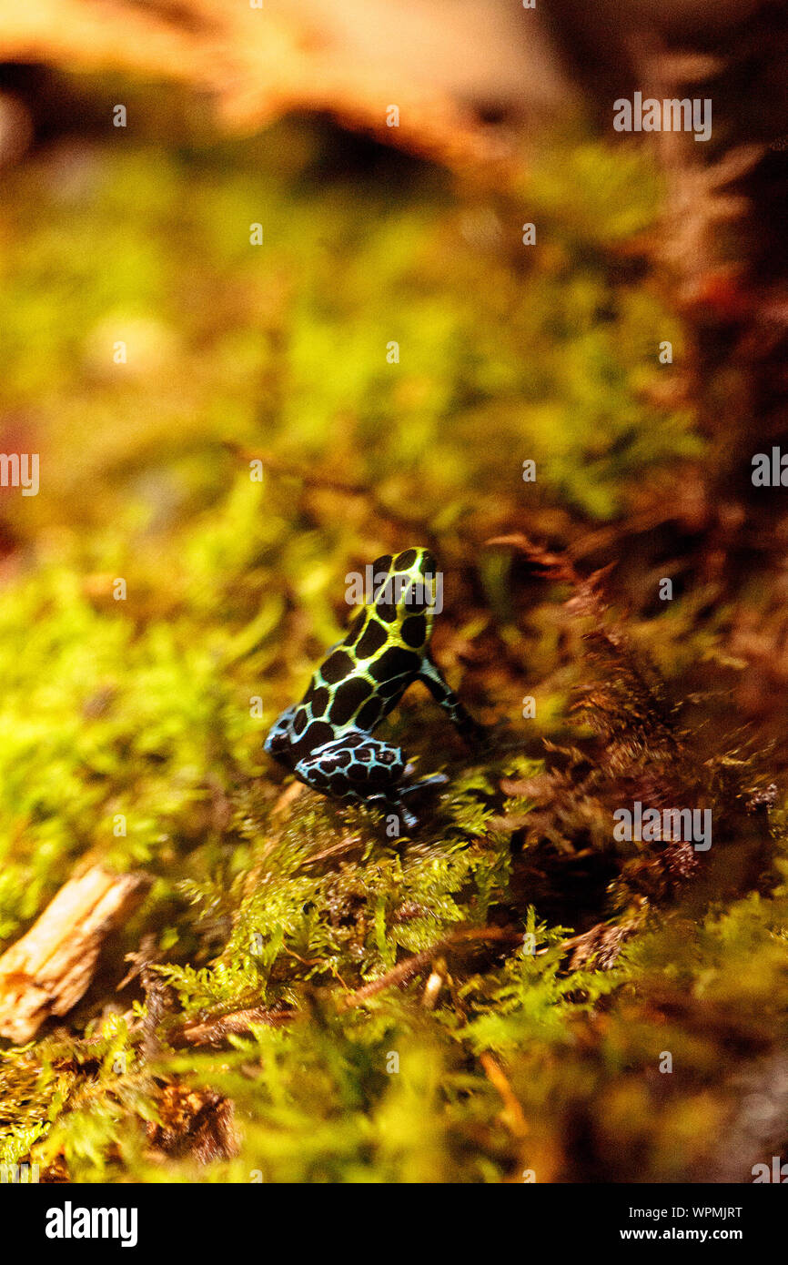 Frog angle hi-res stock photography and images - Alamy