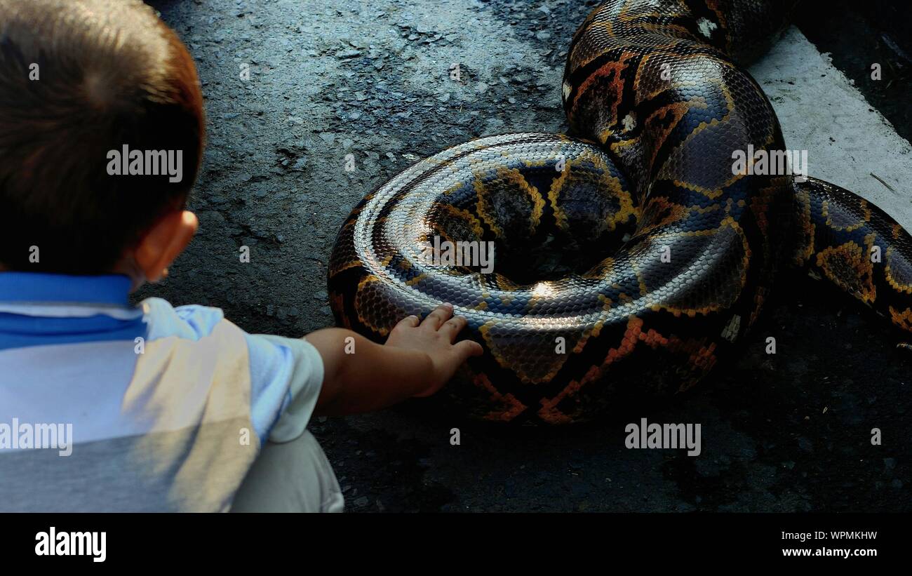 Snake head rear hi-res stock photography and images - Alamy