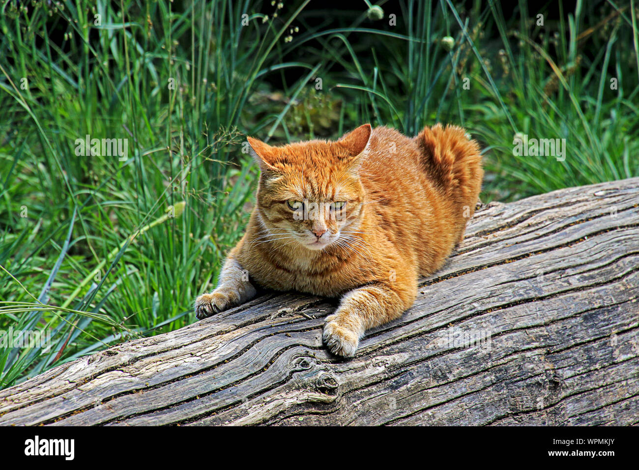 Cat russet hi-res stock photography and images - Alamy
