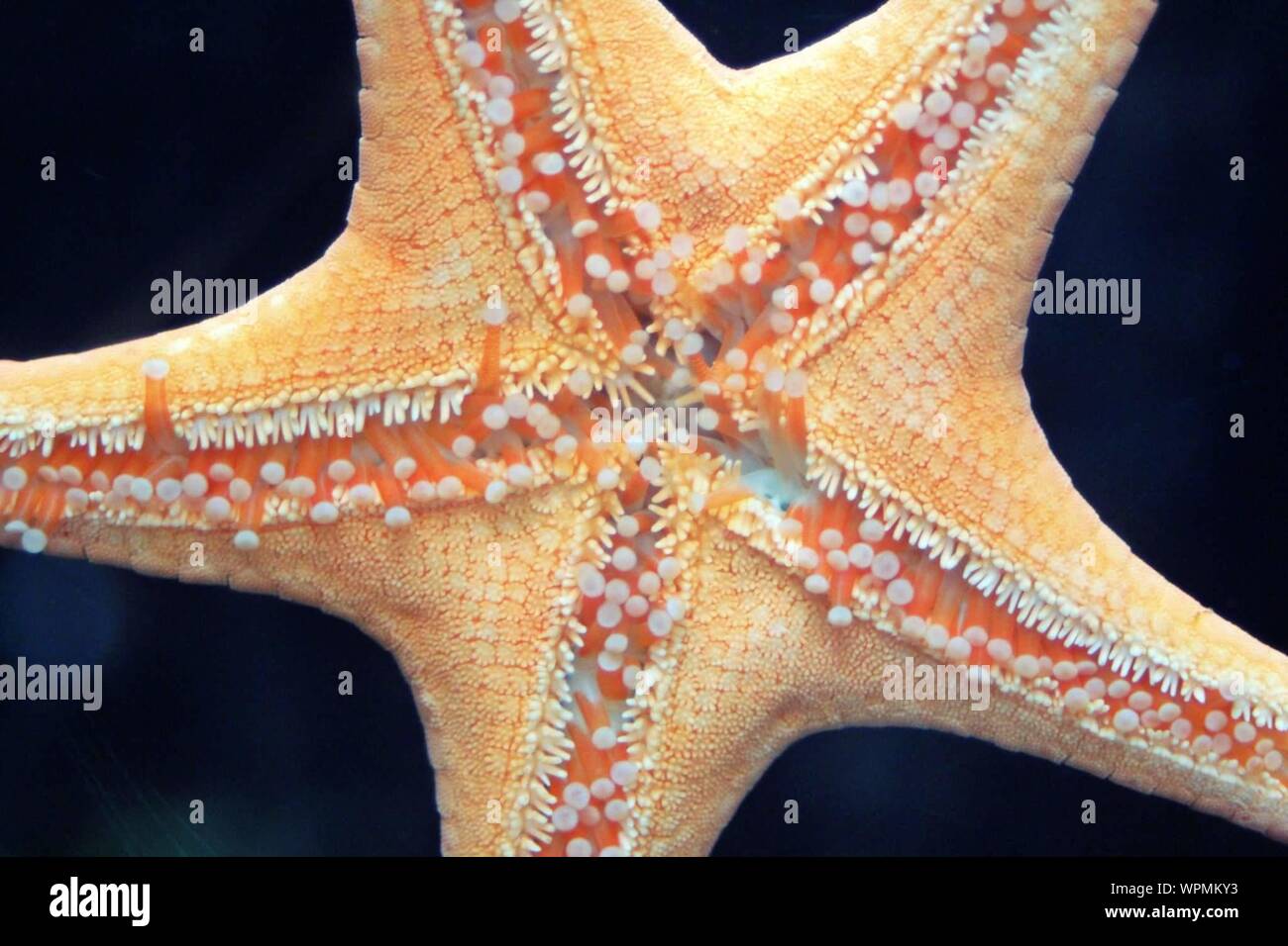 Starfish swimming underwater hi-res stock photography and images - Alamy