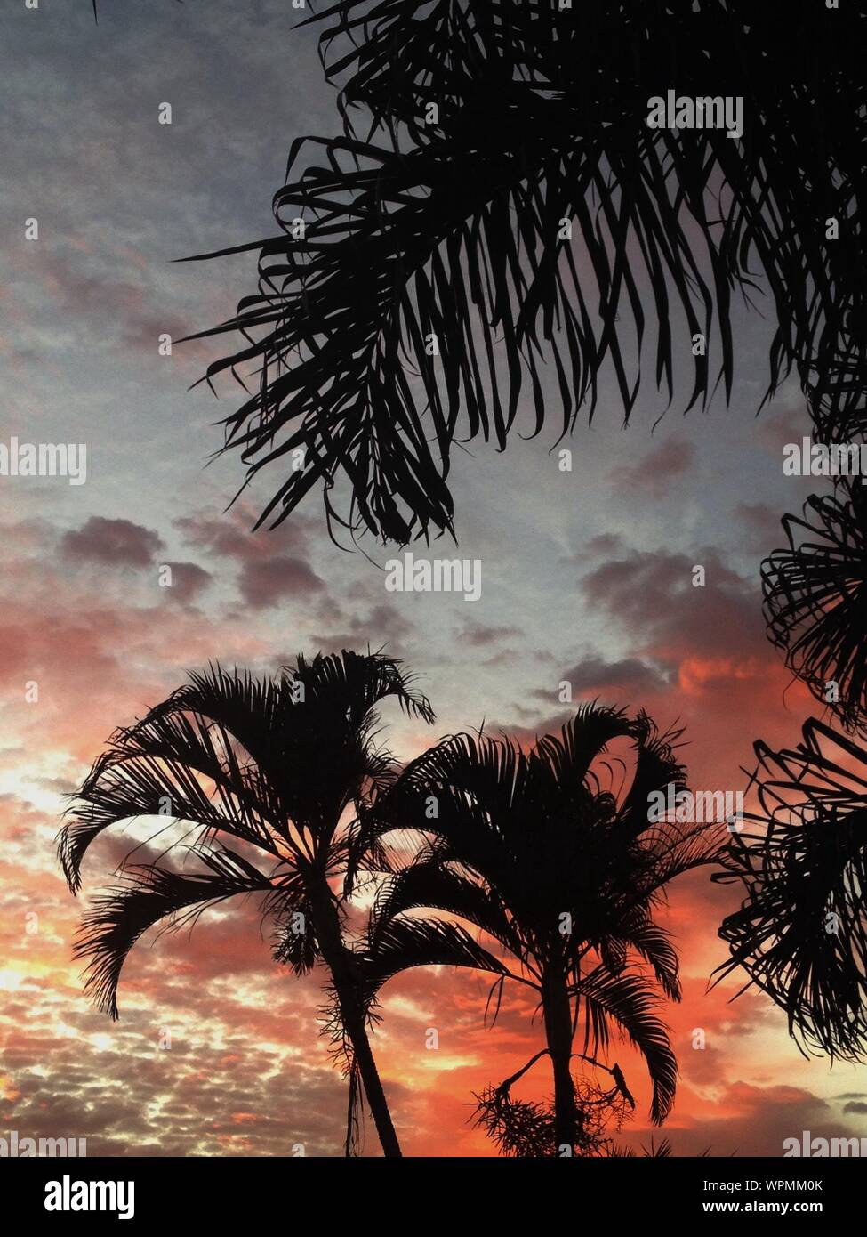 Beautiful palm trees hi-res stock photography and images - Alamy