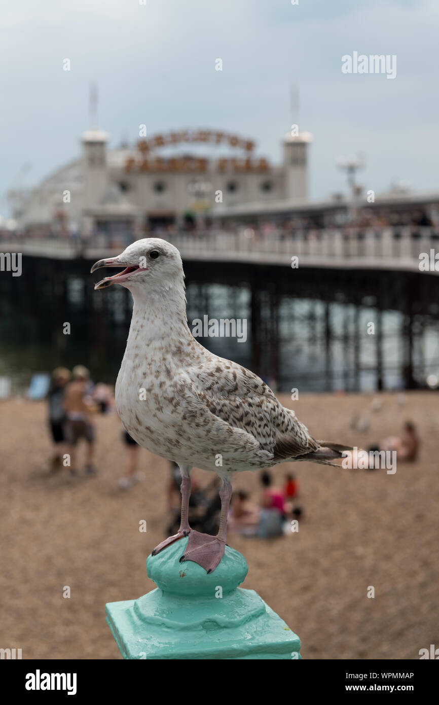 Brighton stands hi-res stock photography and images - Alamy