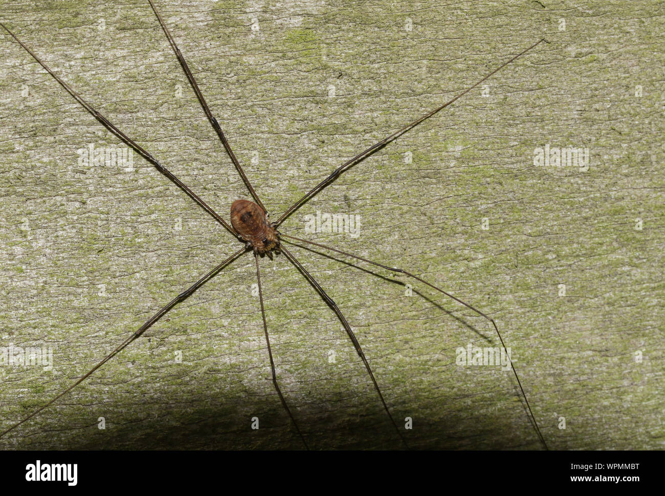 Harvestmen spiders hi-res stock photography and images - Alamy