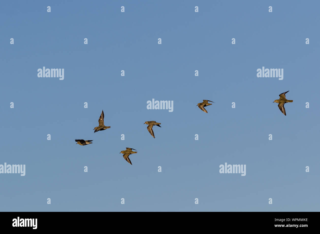 Golden plovers hi-res stock photography and images - Alamy