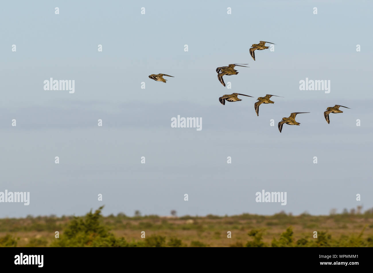 Golden plovers hi-res stock photography and images - Alamy