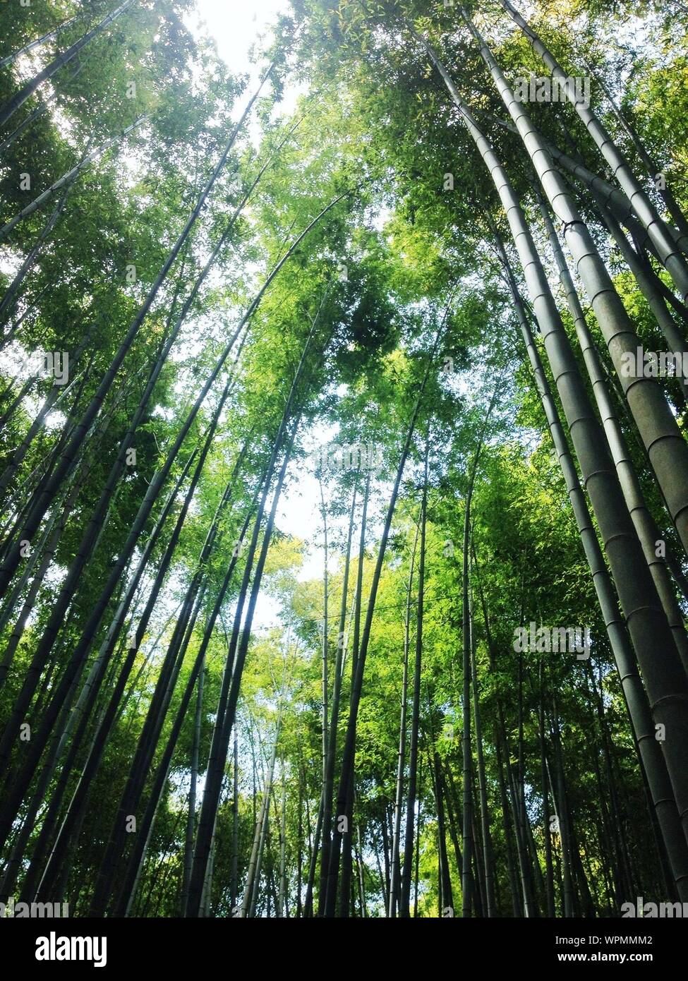 Long thin trees hi-res stock photography and images - Alamy