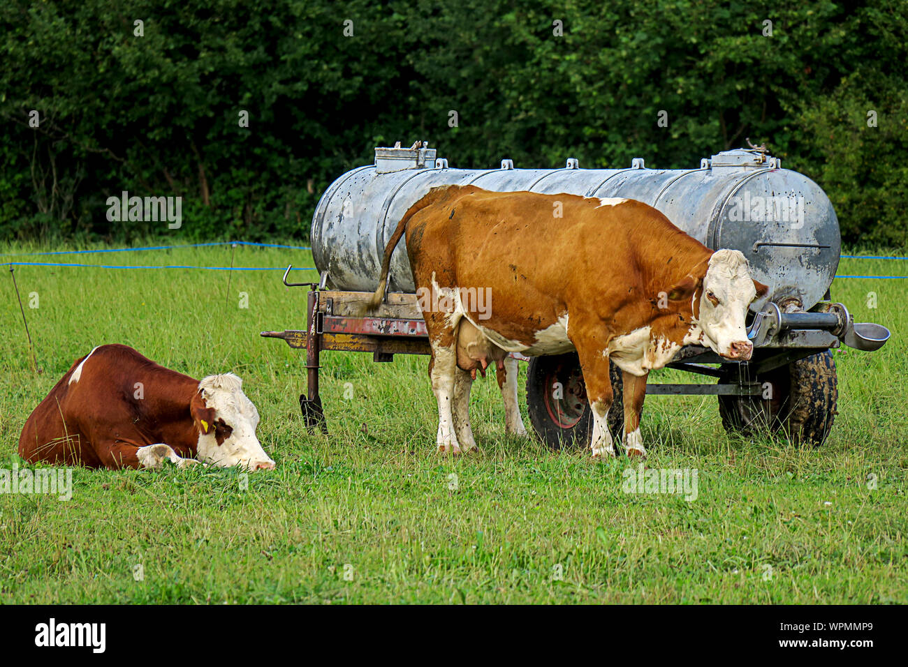 pasture with two cows in front of a watering tank Stock Photo - Alamy