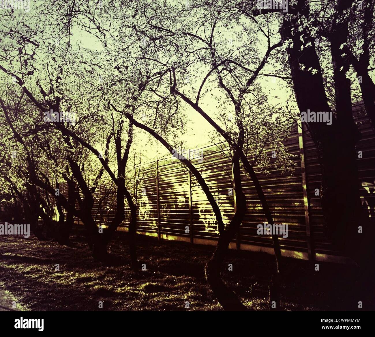 Flowering Tree In Row Stock Photo - Alamy