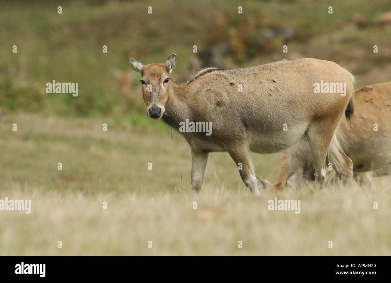 Milu deer hi-res stock photography and images - Alamy