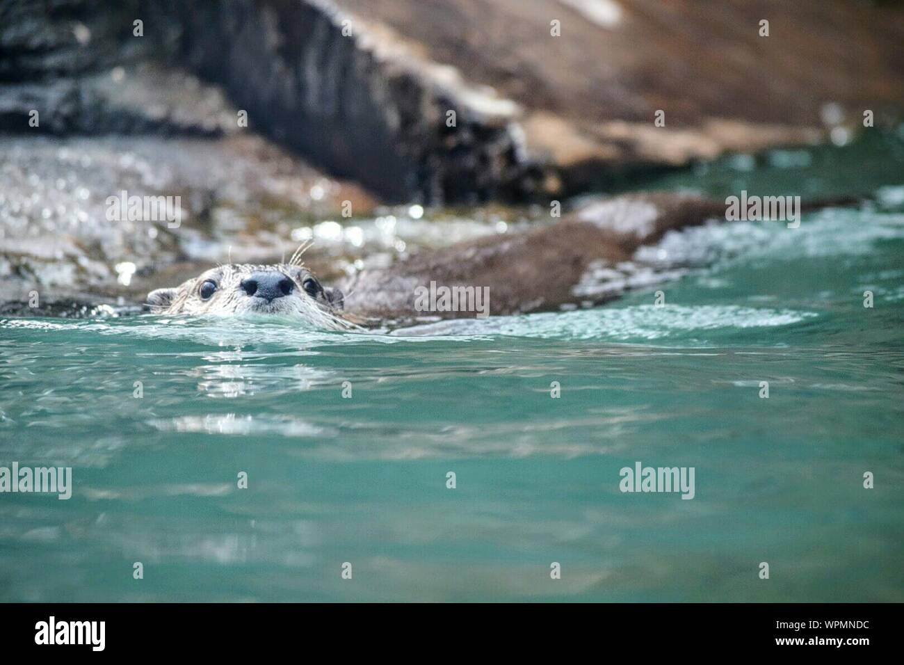 Seal level hi-res stock photography and images - Alamy