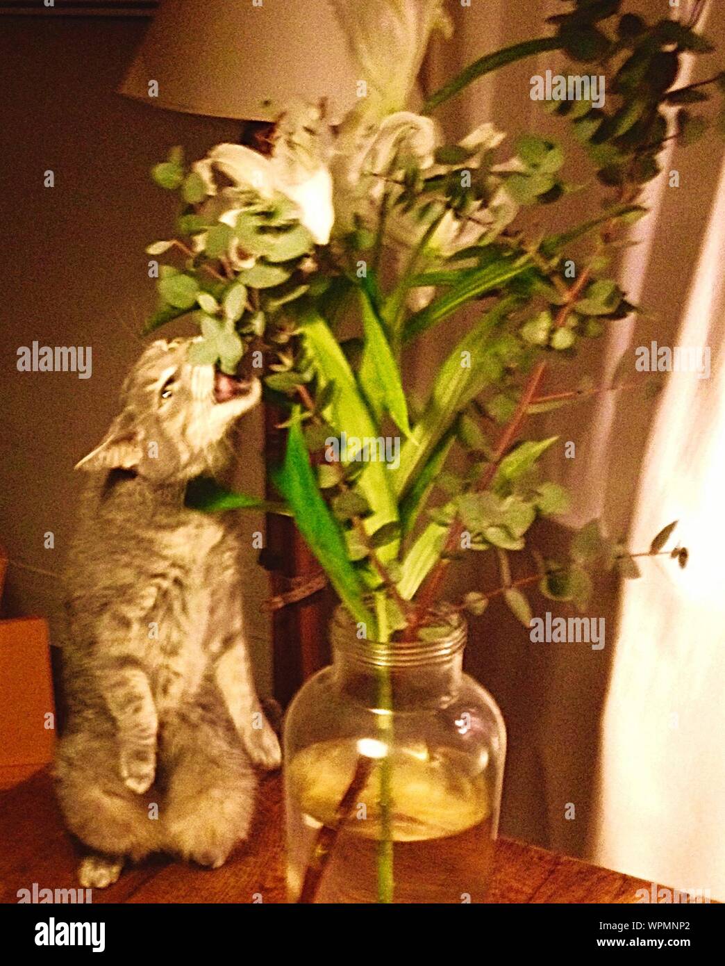 Leaves from mouth hi-res stock photography and images - Alamy